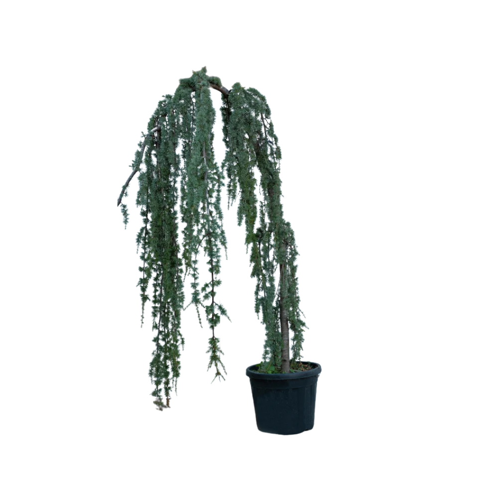 Cedrus atlantica glauca pendula - Grădini la Cheie